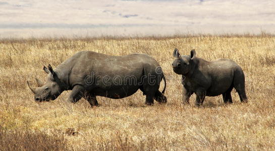 rhinoceri图片-rhinoceri素材-rhinoceri插画-摄图新视界