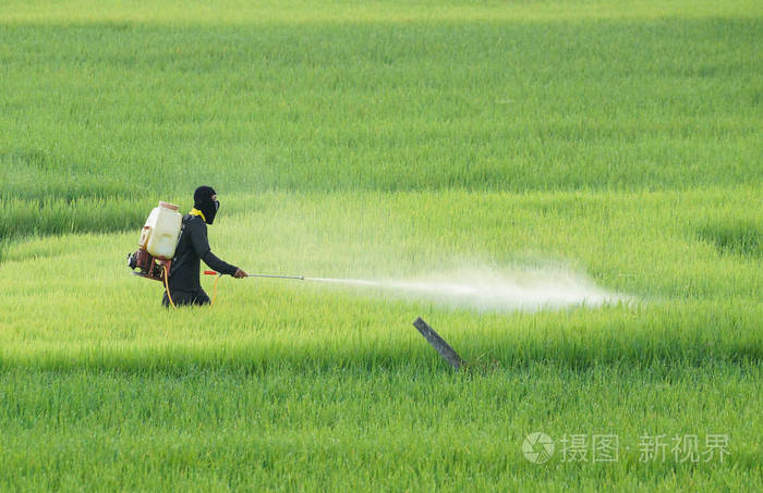 泰国农民在稻田中使用农药照片-正版商用图片0oad40-摄图新视界