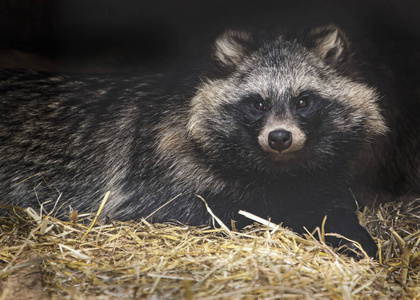 貉图片-貉素材-貉插画-摄图新视界