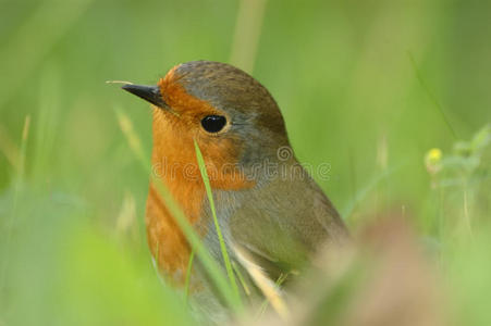 红罗宾摄影图-红罗宾图片大全-红罗宾照片-摄图新视界