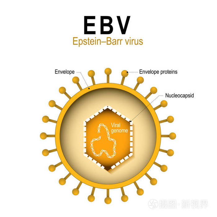 eb 病毒的结构关系图插画-正版商用图片0rpzgz-摄图新视界