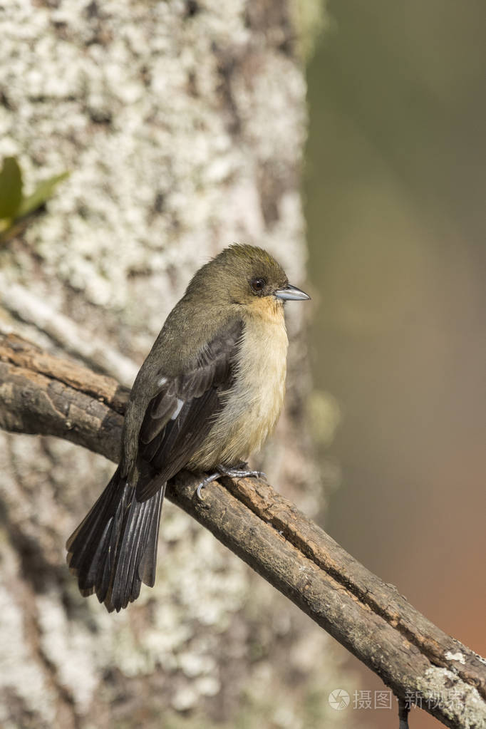 美丽的大西洋雨林棕色和黑鸟 黑瞪着山雀, Lanio melanops 在 Itatiaia 国家公园, 塞拉大 Manti照片-正版商用图片 ...