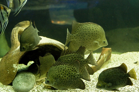 argus图片-argus素材-argus插画-摄图新视界