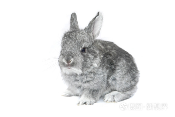 灰色的小兔子照片-正版商用图片0vy3qg-摄图新视界