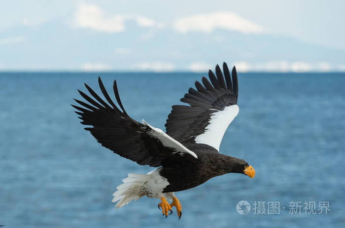 s sea eagle in flight over blue ocean and sky. Scientific name 照片-正版商用 ...