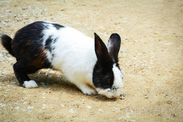 黑白兔子吃农场兔子动物宠物照片-正版商用图片16ayjl-摄图新视界
