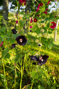 muscata图片-muscata素材-muscata插画-摄图新视界