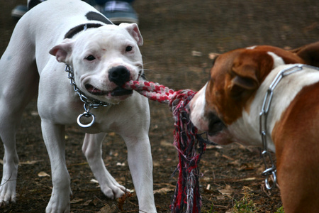 rifrug图片-rifrug素材-rifrug插画-摄图新视界