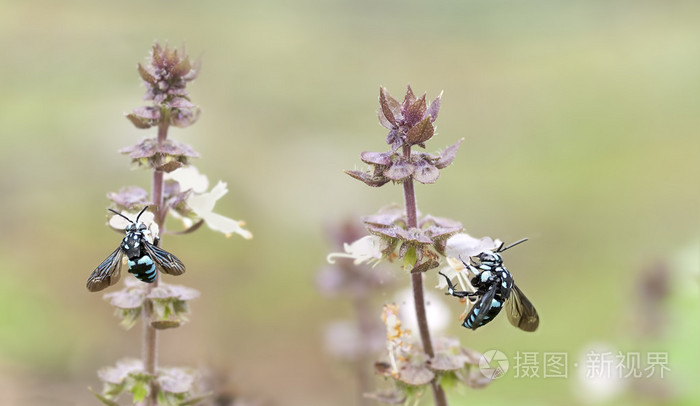 thyreus nitidulus照片-正版商用图片1fabor-摄图新视界