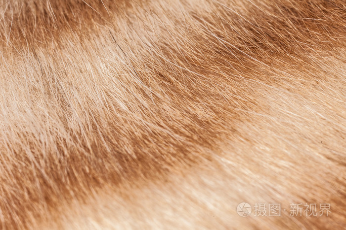 毛的动物照片-正版商用图片1g9izu-摄图新视界