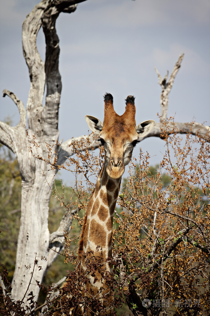 portrt zvdav irafa照片-正版商用图片1knzis-摄图新视界