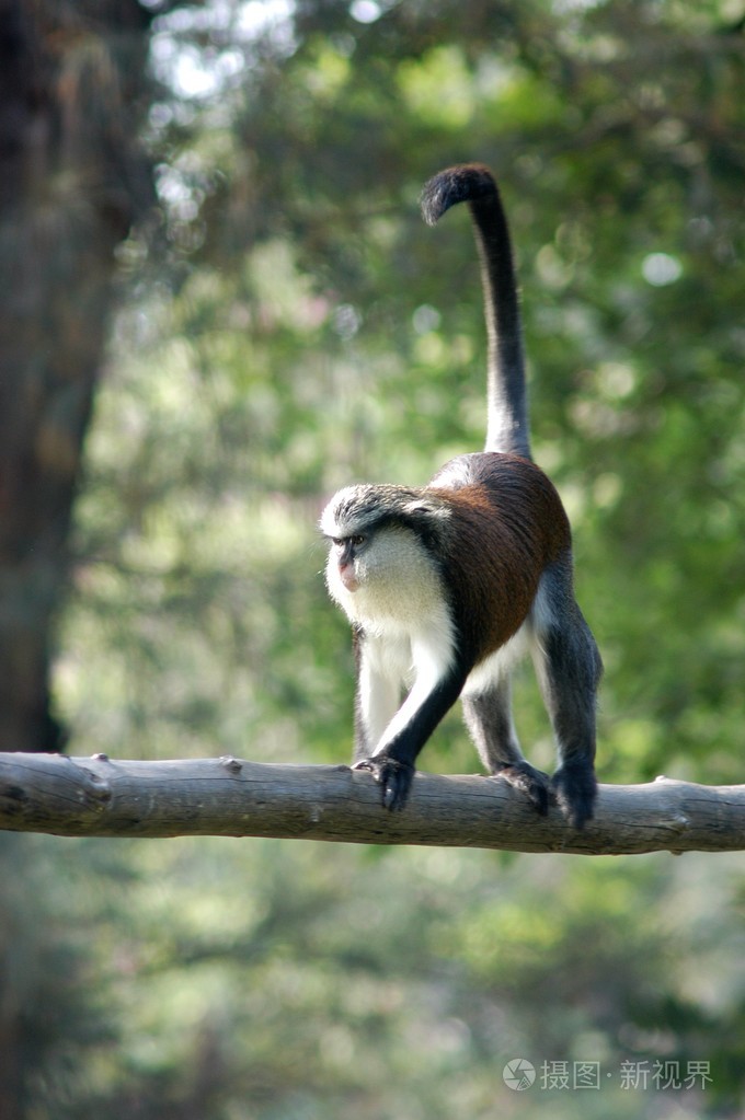 猴子在树上的特写照片-正版商用图片1kx3do-摄图新视界