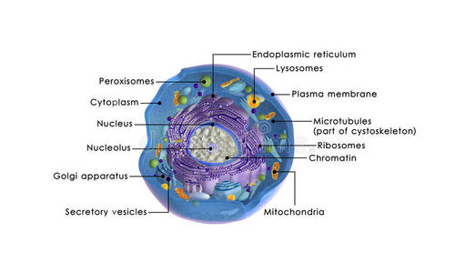 mitoc图片-mitoc素材-mitoc插画-摄图新视界