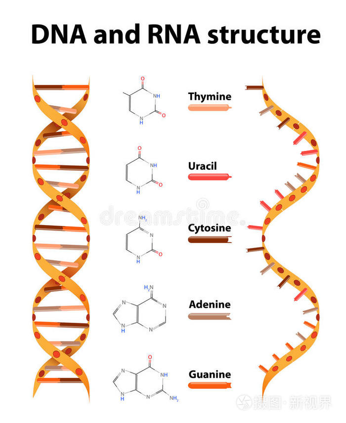 DNA和RNA结构插画-正版商用图片1wgyjr-摄图新视界