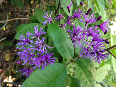 phorb图片-phorb素材-phorb插画-摄图新视界