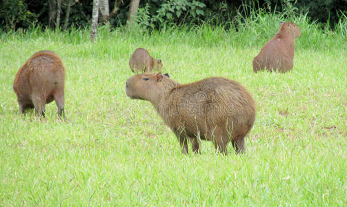 卡皮巴拉图片-卡皮巴拉素材-卡皮巴拉插画-摄图新视界