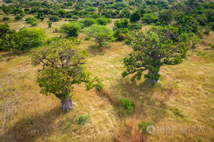 Aerial view of Baobab tree. Senegal. West Africa. Photo made by 照片-正版商用 ...