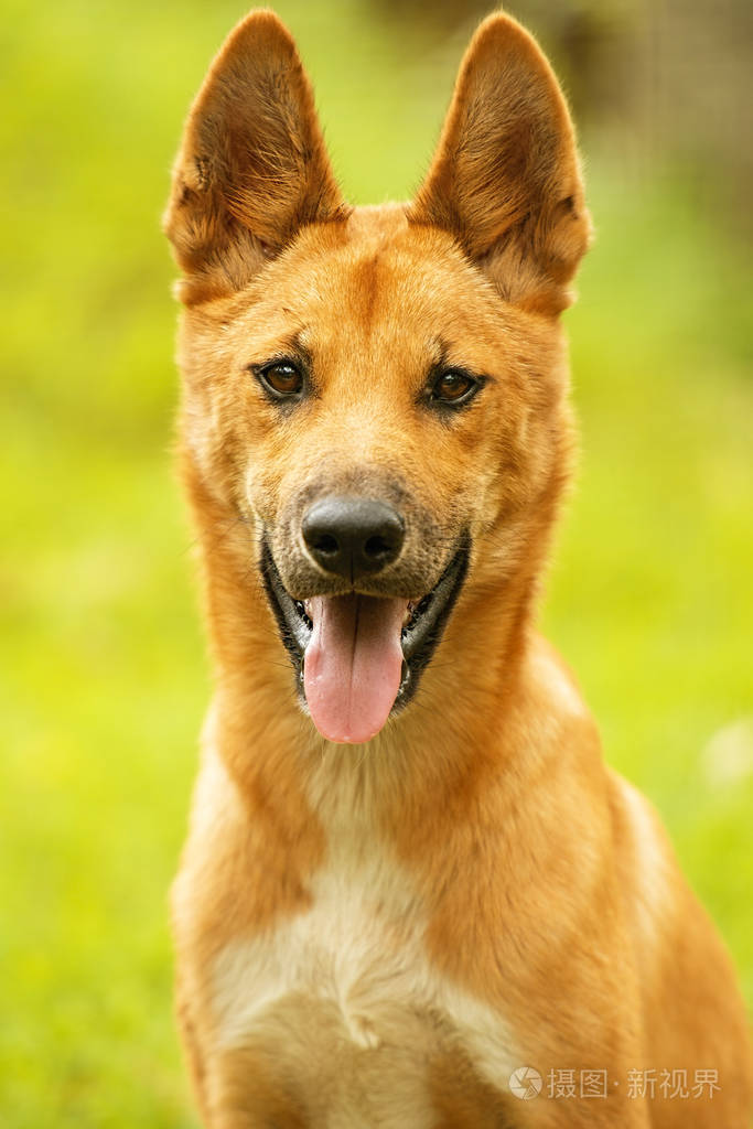 Australian dingo pup 照片-正版商用图片27sr9r-摄图新视界